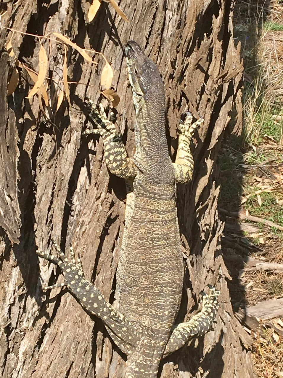 Australian Bush Delights - Hattah National Park Tour
